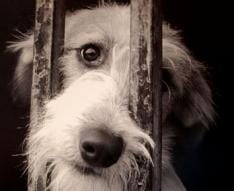 Straffen dierenmishandeling makkelijker | InSpanje.nl